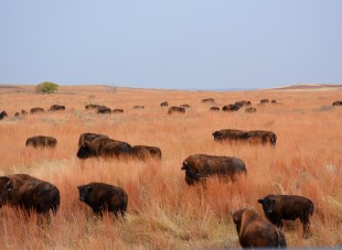 Z-BAR RANCH LLC | Grasslands Beneficial Management Practices